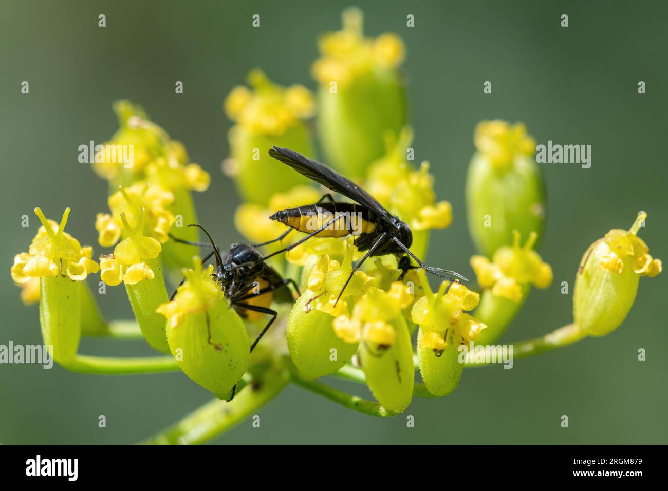Sawflies sawfly insects on wild parsnip flowers (Pastinaca sativa ...