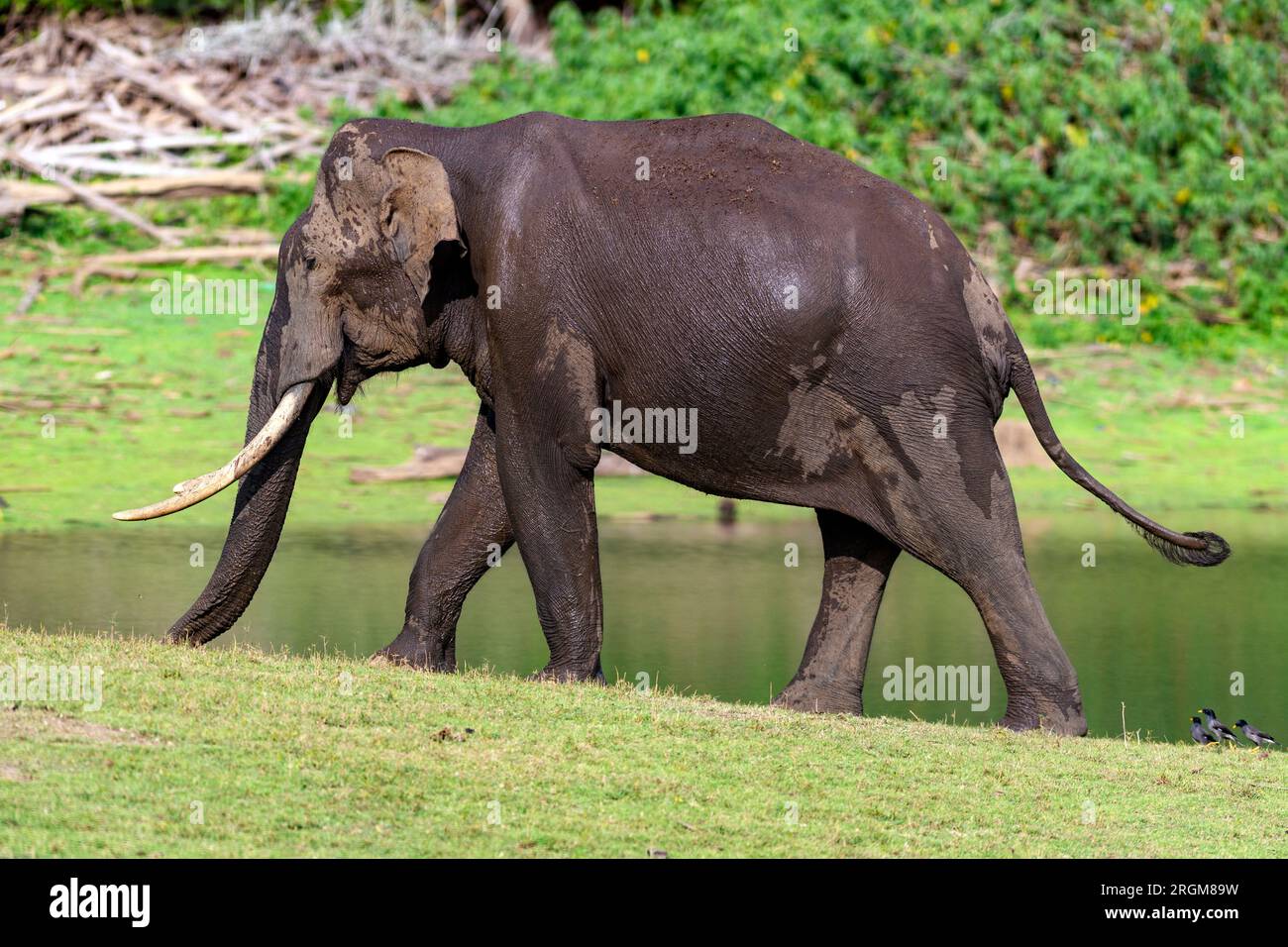 Wild Indian elephant (Elephas maximus indicus) from Nagarahole Tiger ...