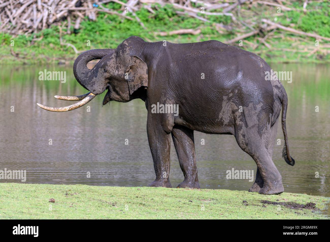Wild Indian elephant (Elephas maximus indicus) from Nagarahole Tiger ...