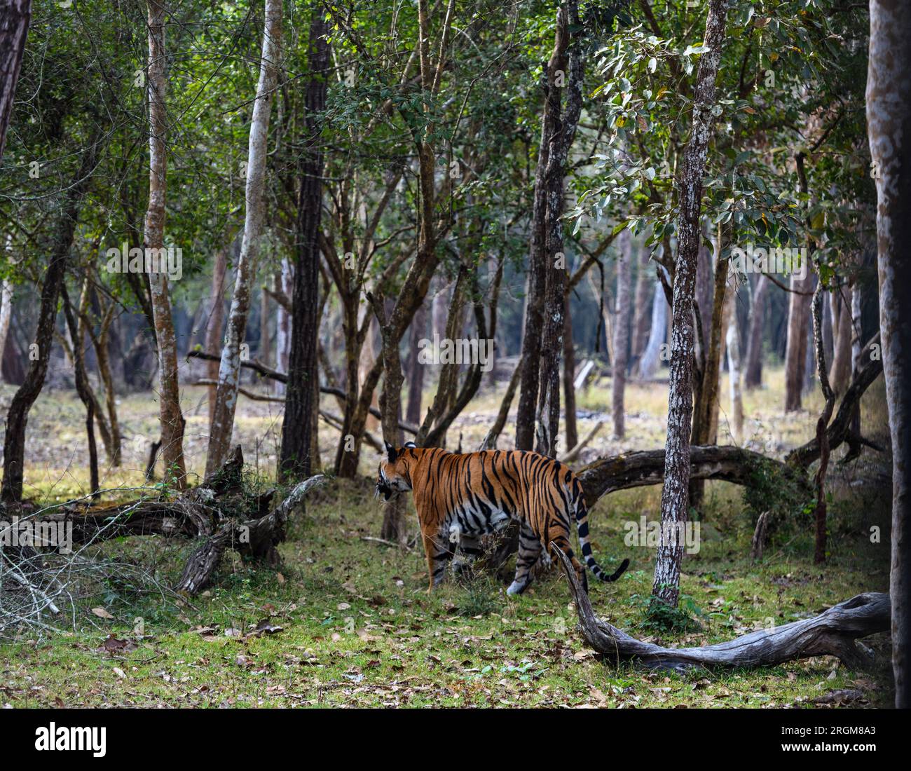 Tiger in the Indian jungle. The 8 year old "Temple Tigress" (Panthera ...