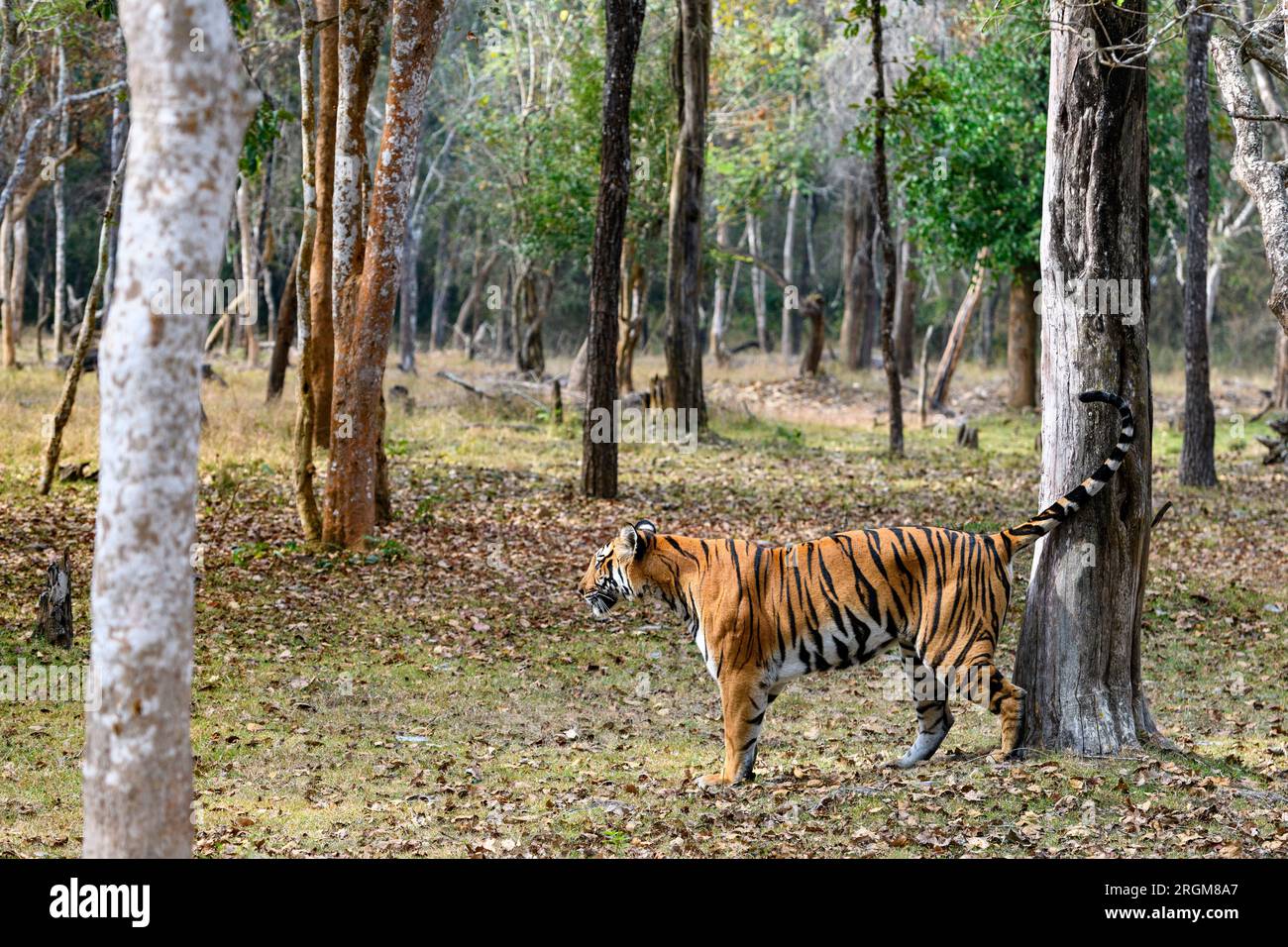 Tiger in the Indian jungle. The 8 year old "Temple Tigress" (Panthera ...