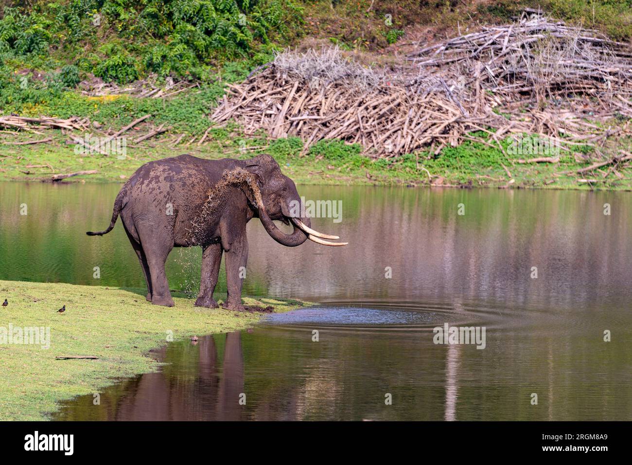 Wild Indian elephant (Elephas maximus indicus) from Nagarahole Tiger ...