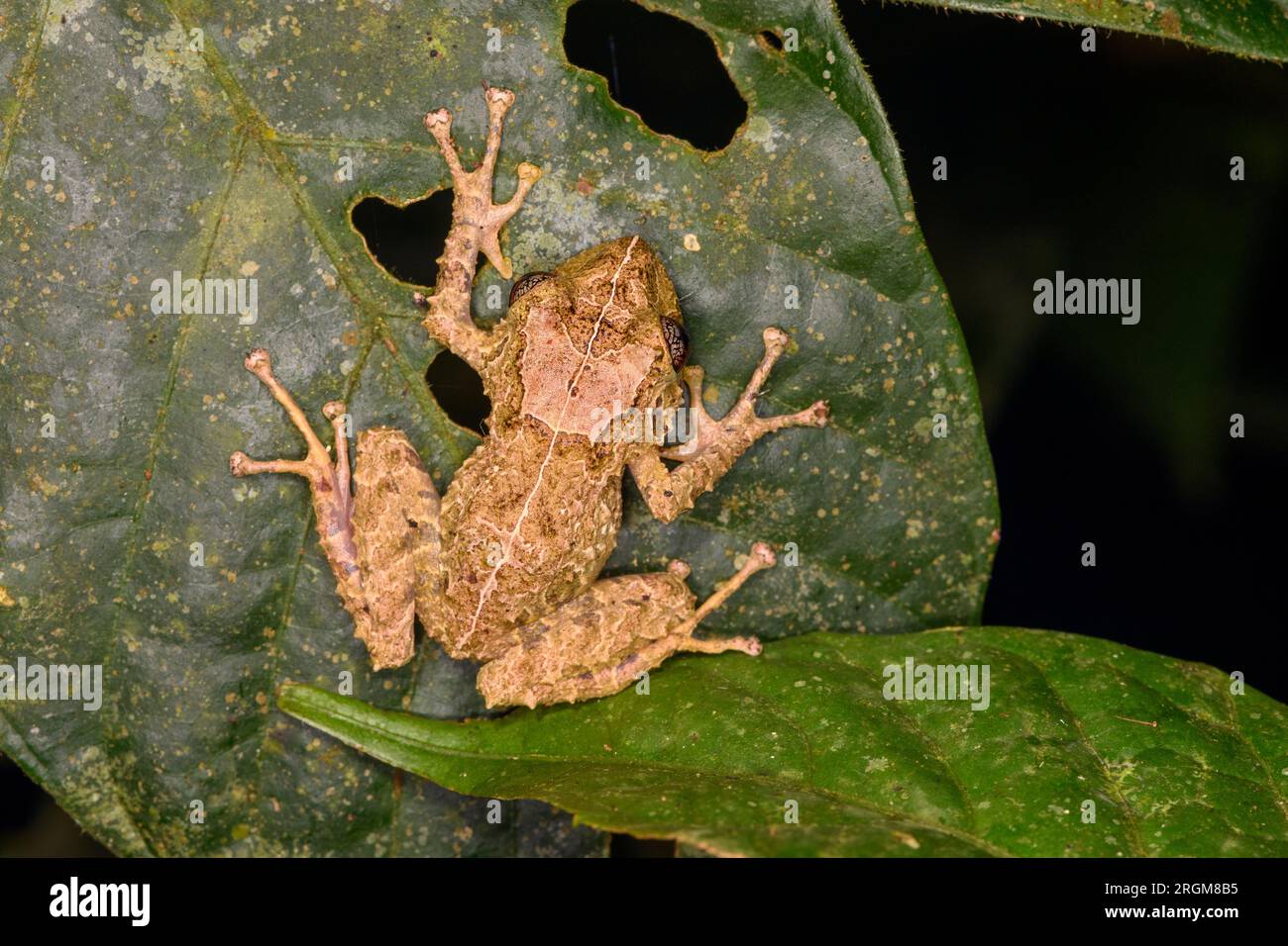 Chiriqui robber frog hi-res stock photography and images - Alamy