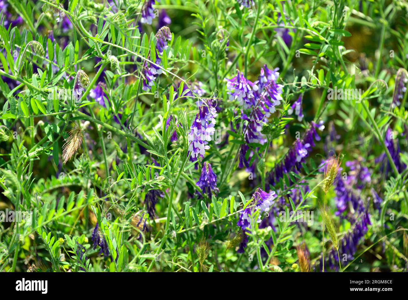 Kaszanyug bukkony hi-res stock photography and images - Alamy