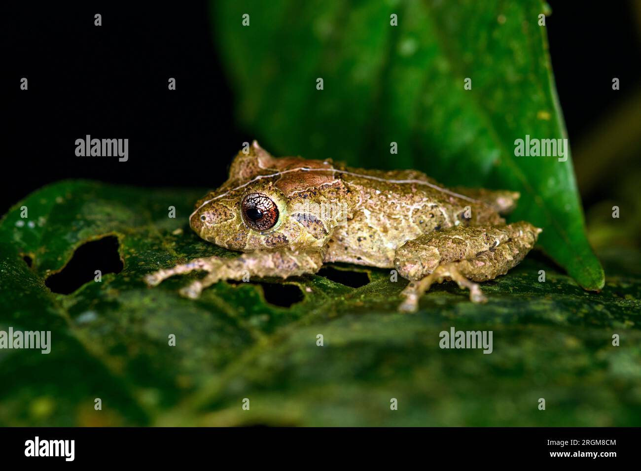 Chiriqui robber frog (Pristimantis cruentus) from Bosque de Paz, Costa ...