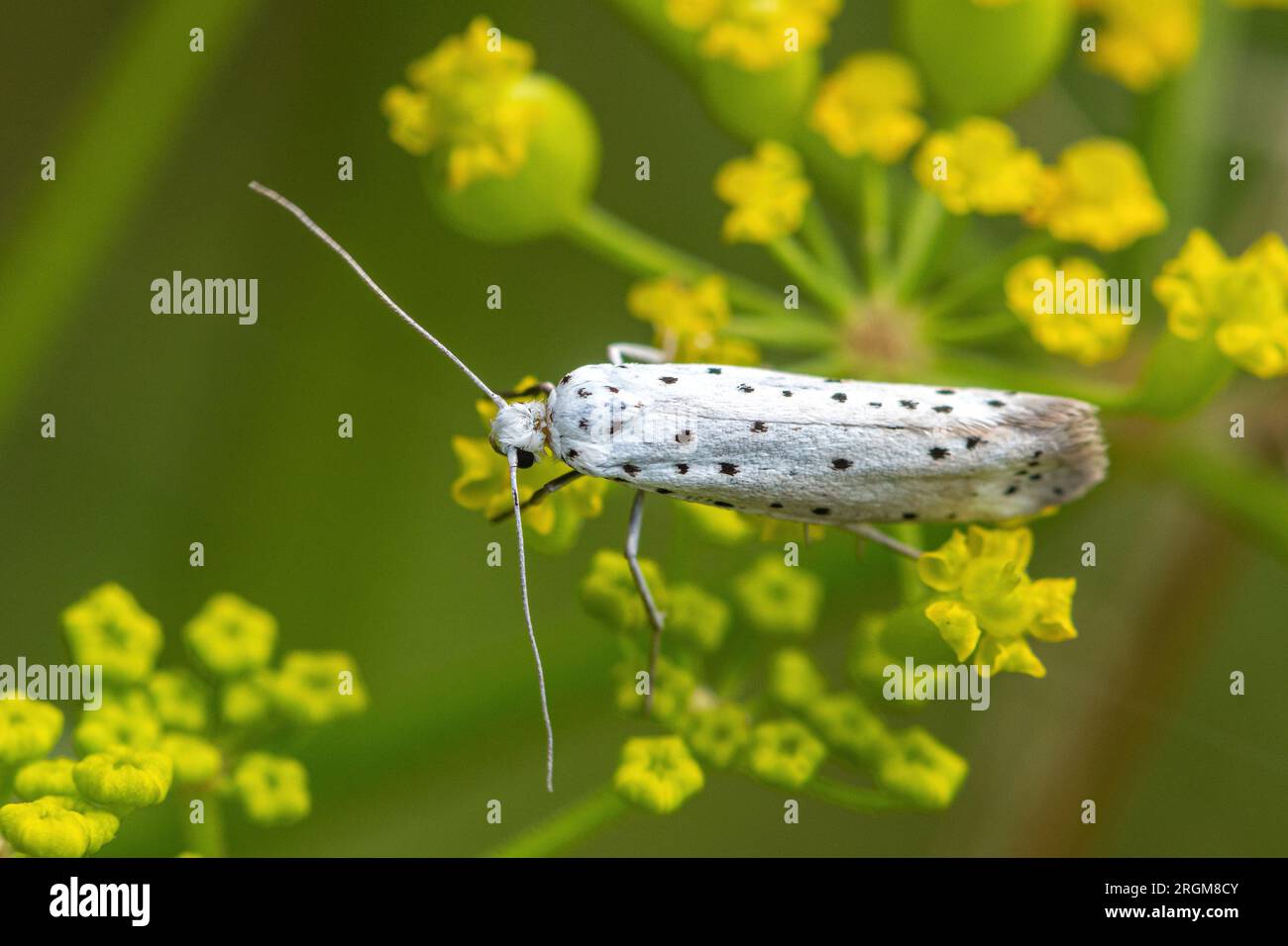 A small ermine moth (Yponomeuta agg.) on wild parsnip wildflowers ...