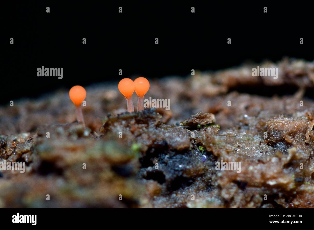Plasmodium and sporangia of the slime mold Trichia sp. or Hemitrichia ...