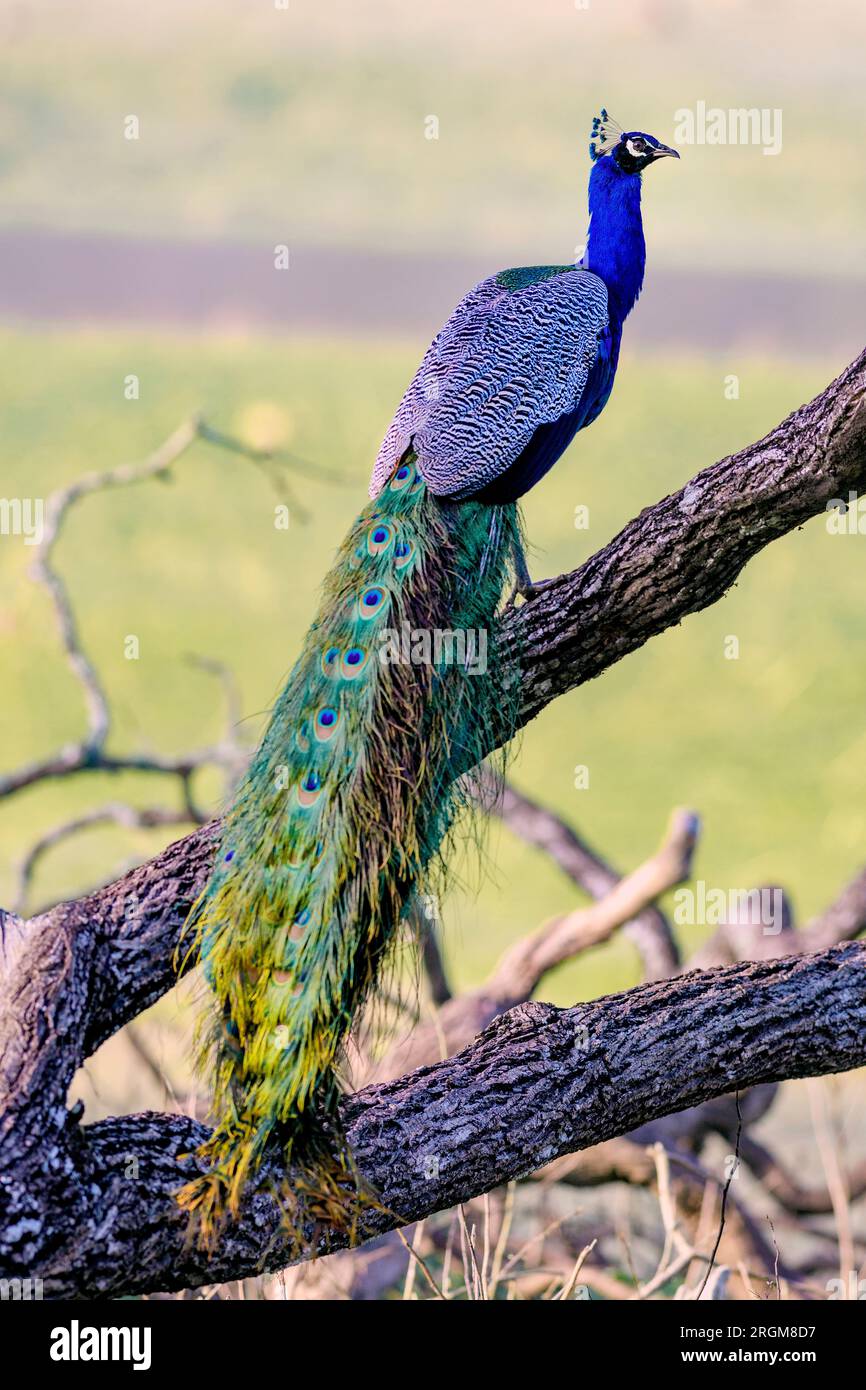 Male Indian peafowl (Pavo cristatus) from Nagarahole Tiger Reserve ...