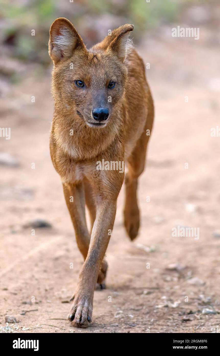 The endangered Asiatic wild dog (Cuon alpinus) from Nagarahole NP ...