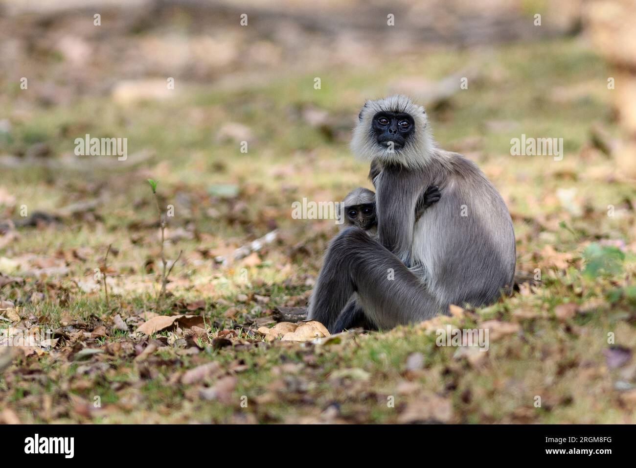 Gray langur monkeys (Semnopithecus dussumieri) from Nagarahole Tiger Reserve, southern India ...