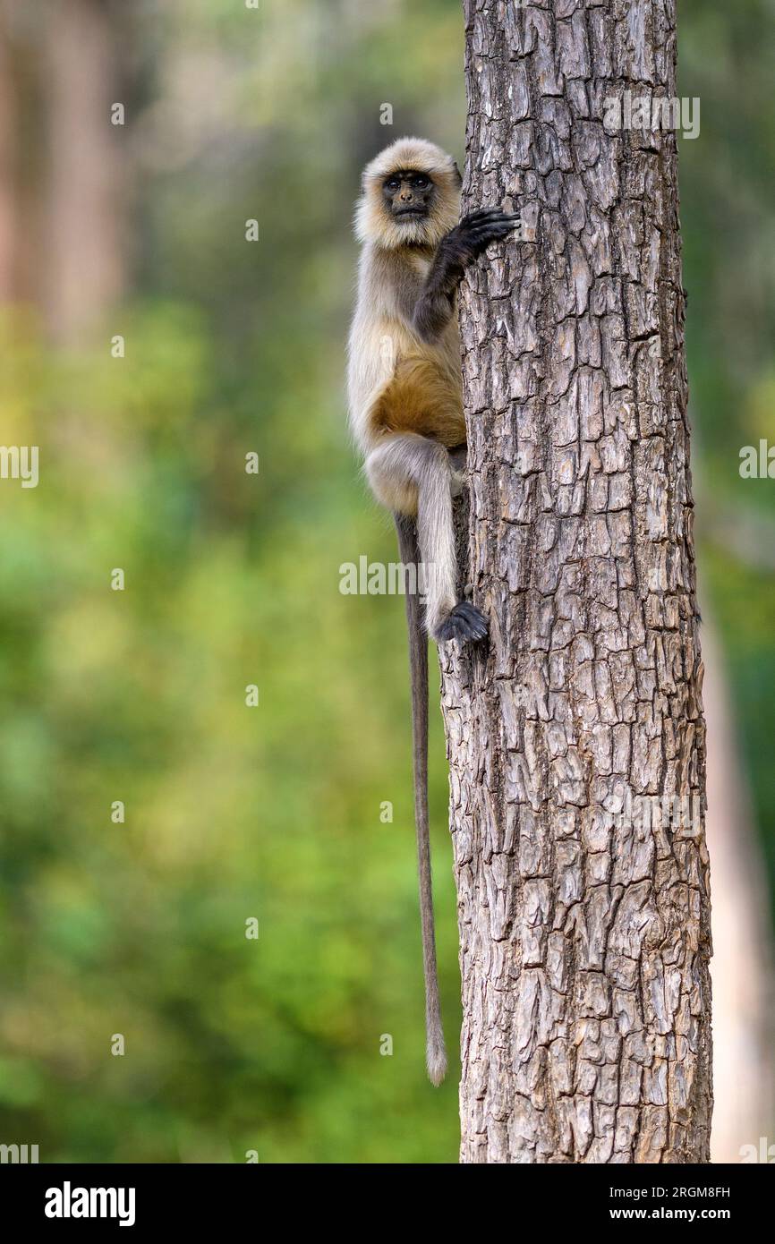 Gray langur monkey (Semnopithecus dussumieri) from Nagarahole Tiger ...