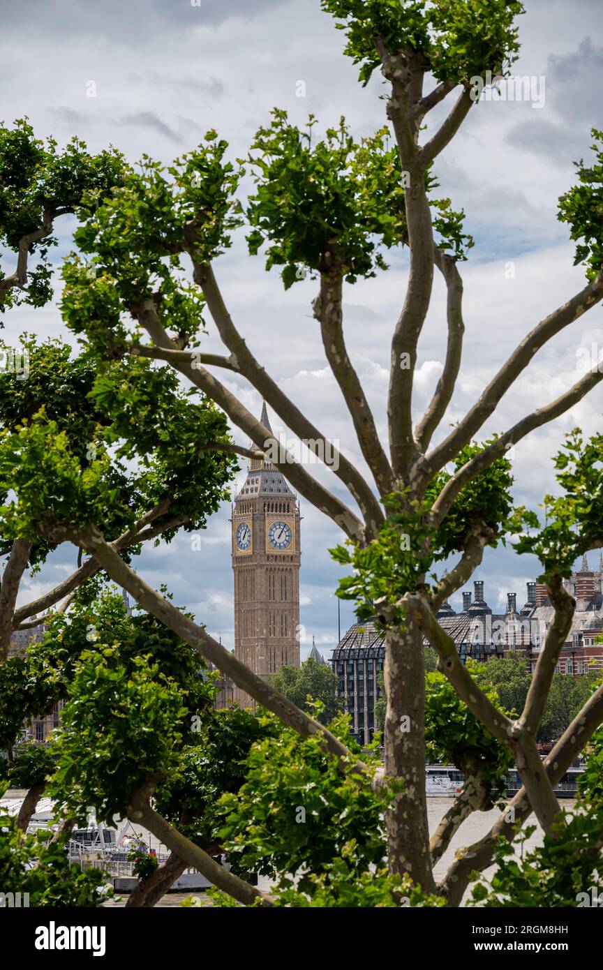 Tree halfly covered the view of London landmark Big Ben UK Stock Photo ...