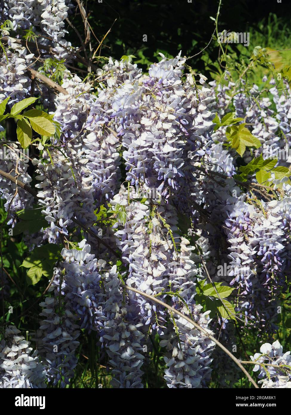Glycine de chine hi-res stock photography and images - Alamy