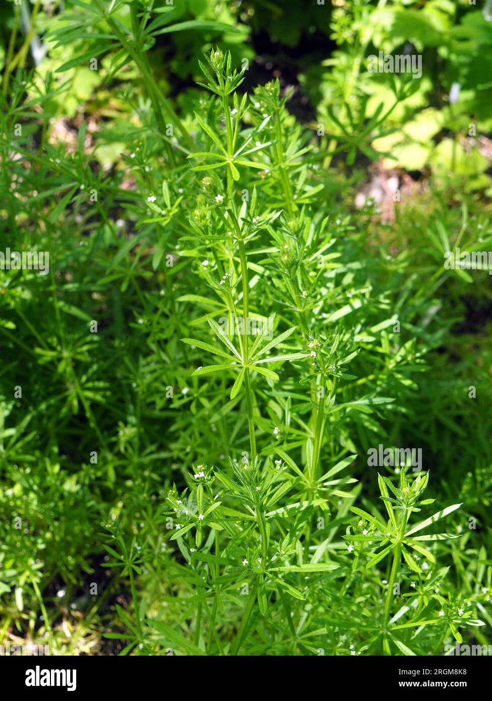 cleavers, sticky willy, Kletten-Labkraut, Gaillet gratteron, Galium ...