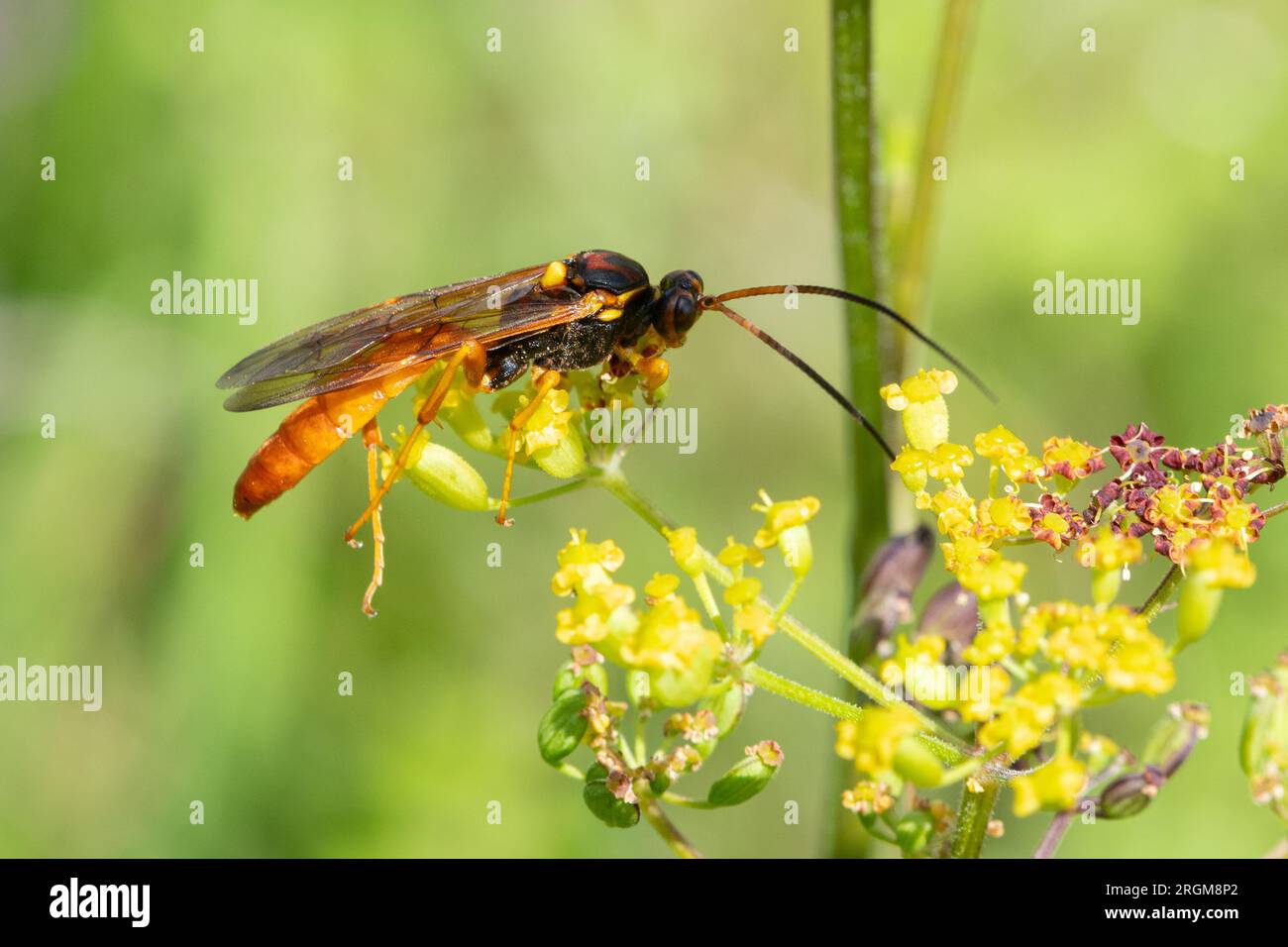 A large colourful ichneumonid wasp (probably Callajoppa cirrogaster) on ...
