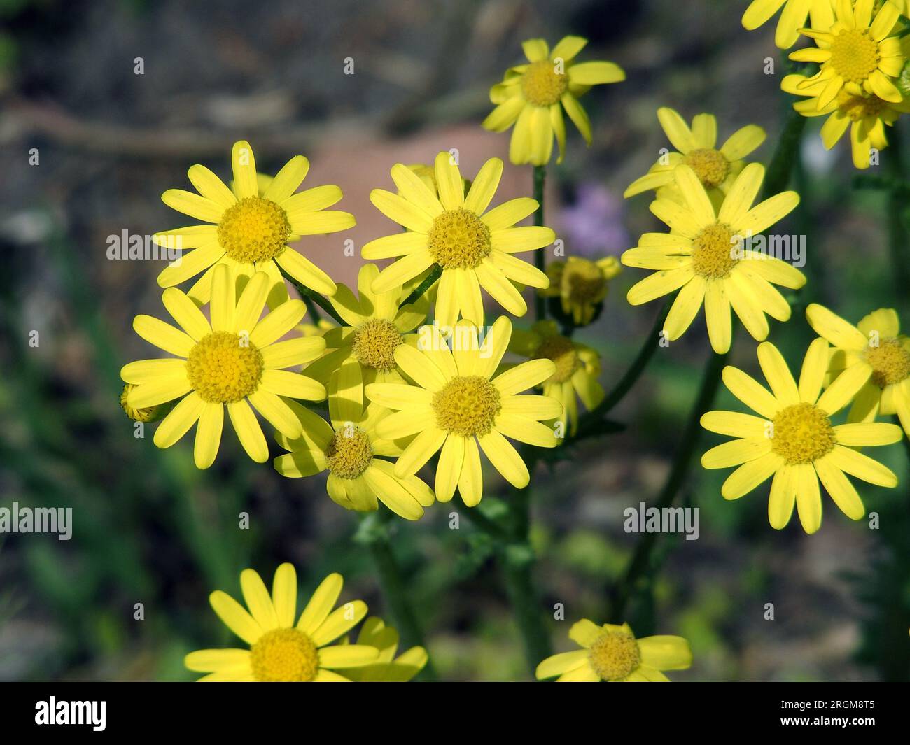 eastern groundsel, Frühlings-Greiskraut, Séneçon printanier, Senecio ...