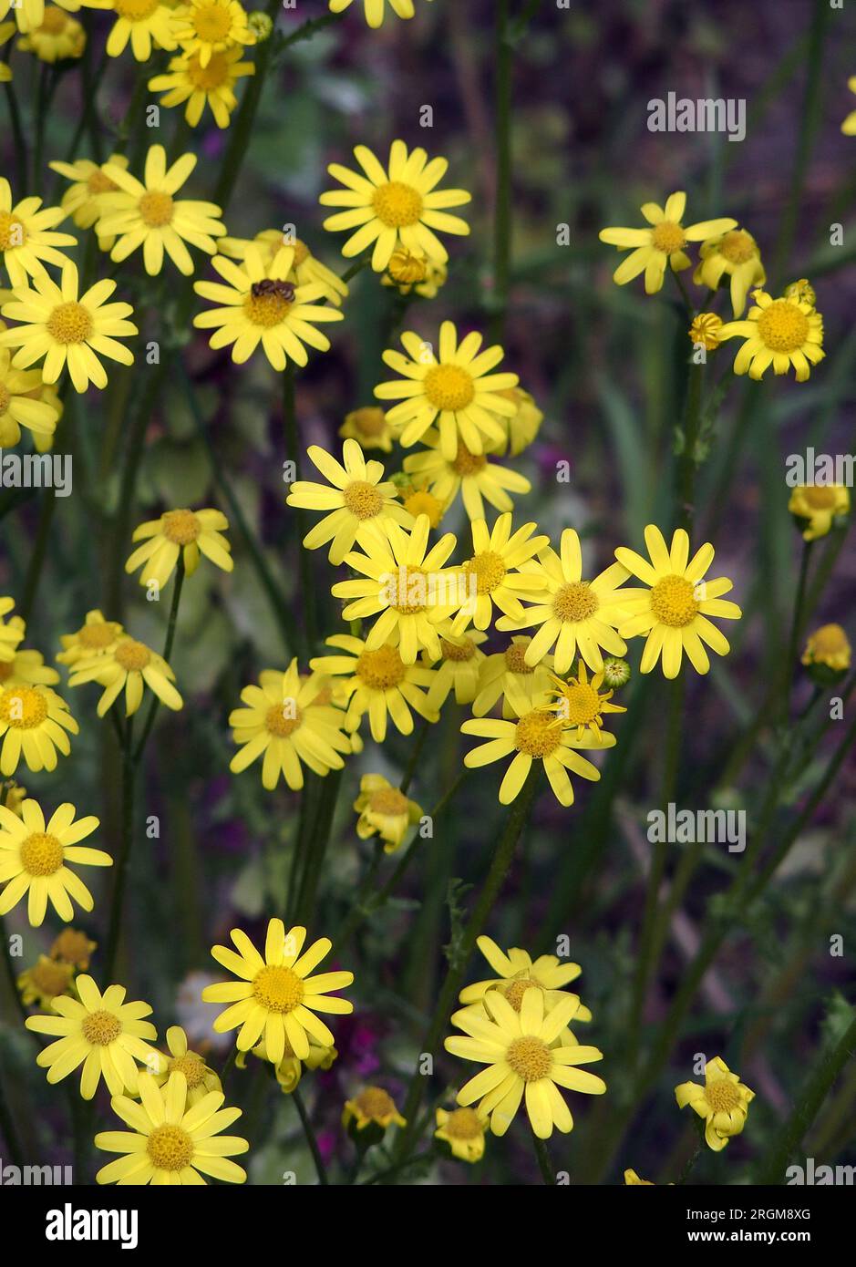 eastern groundsel, Frühlings-Greiskraut, Séneçon printanier, Senecio ...