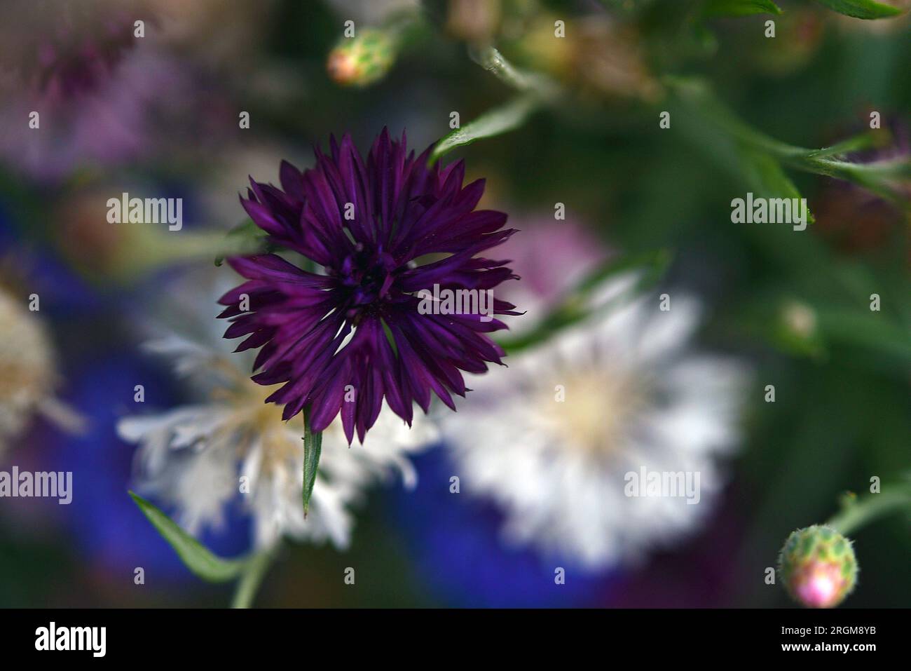 Centaurea paniculata. Aster flowers in the garden. Multicolored small ...