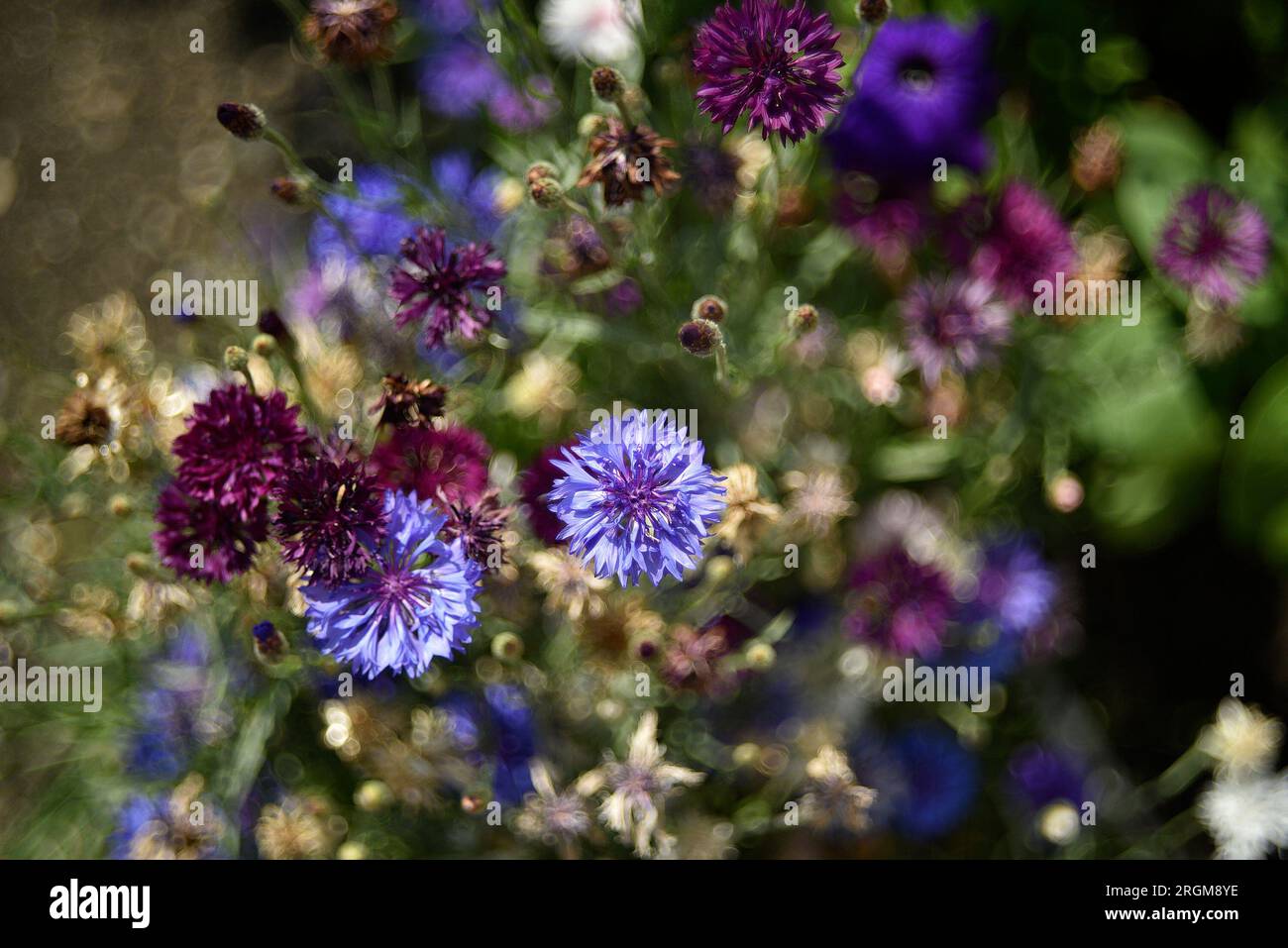 Centaurea paniculata. Aster flowers in the garden. Multicolored small ...