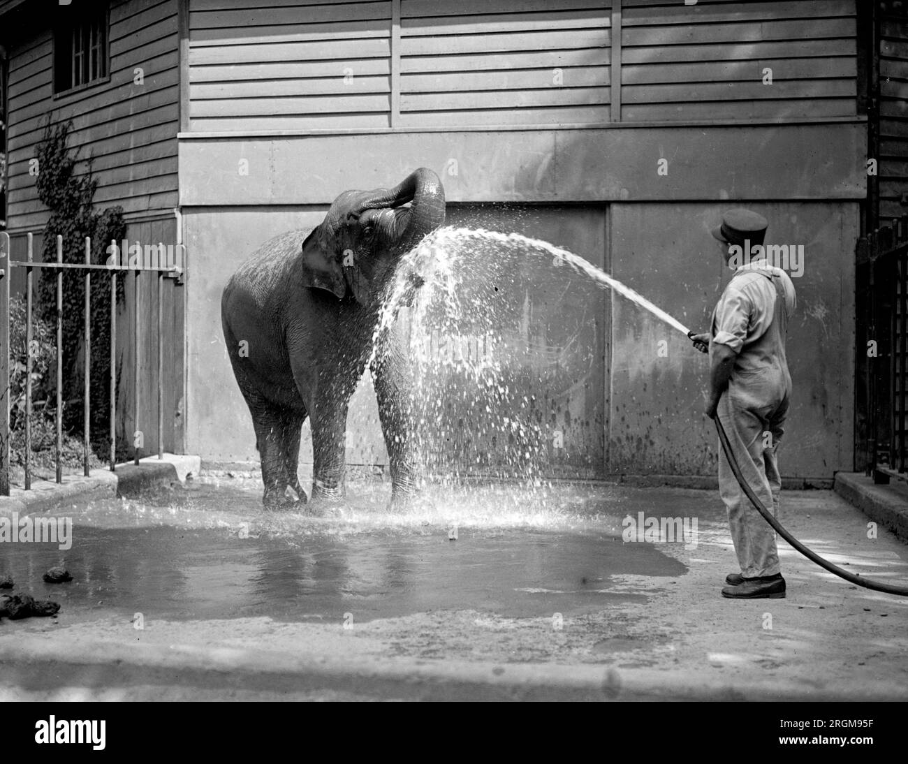 Zoo worker hi-res stock photography and images - Alamy