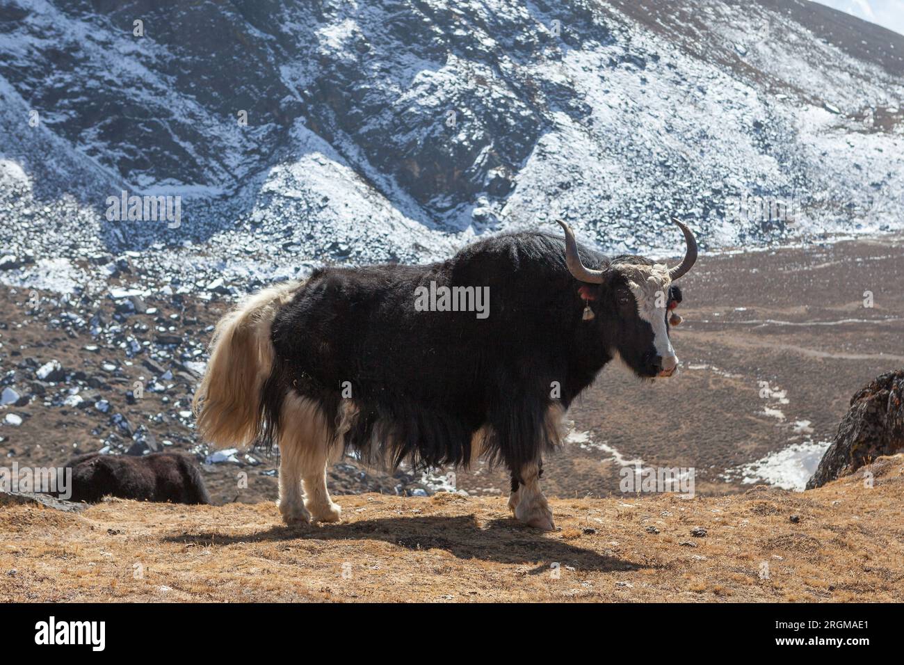 Furry yak in the snow hi-res stock photography and images - Alamy