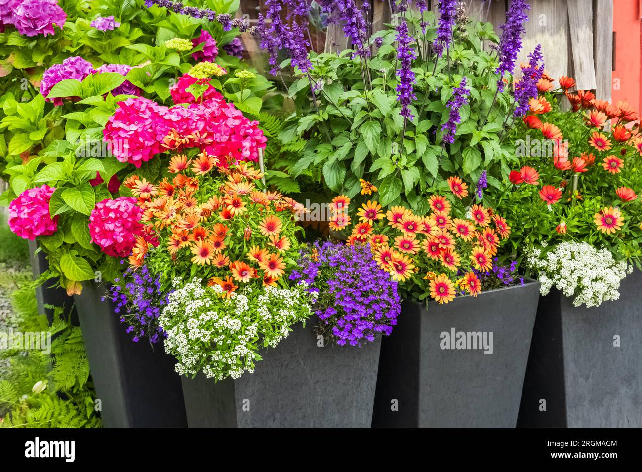 Many different potted flowers in wooden pots outdoors in garden. Potted ...