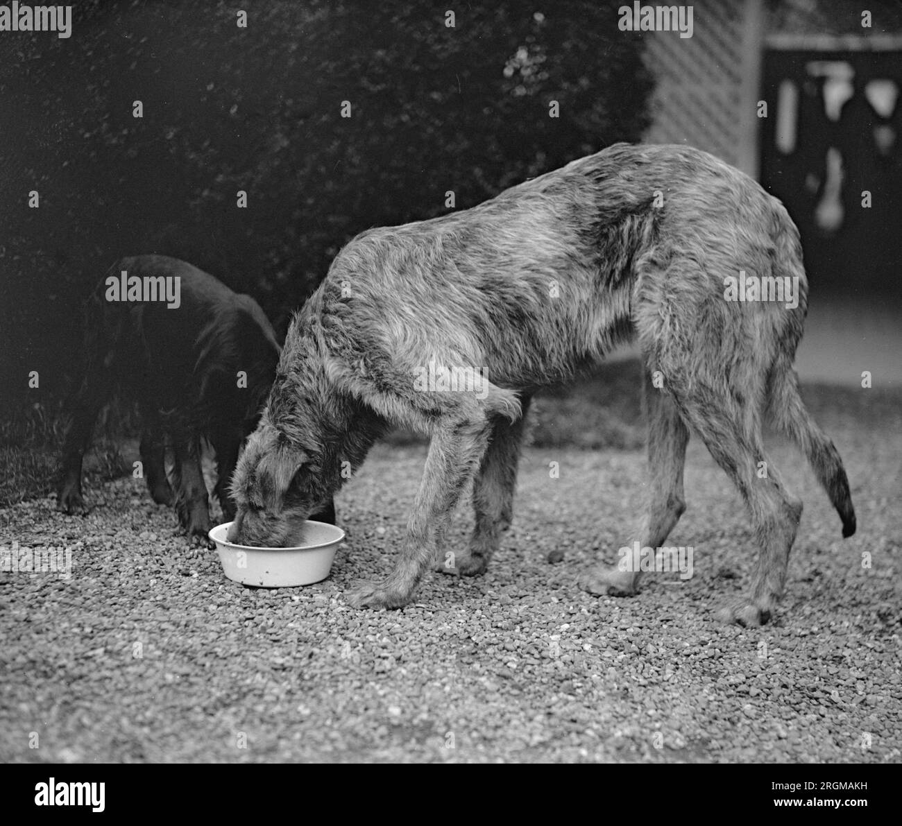 Cragwood Padraic (Patrick I), or Craigwood Padrick, a wirehaired Irish ...