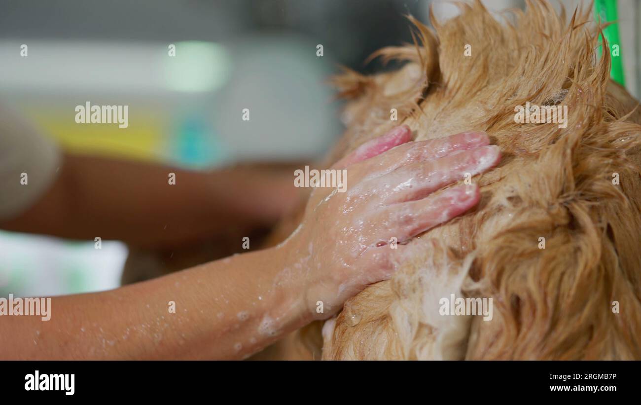 Bathing Dog Fur at Pet Shop/ Close-Up Hand Washing of Wet Golden ...