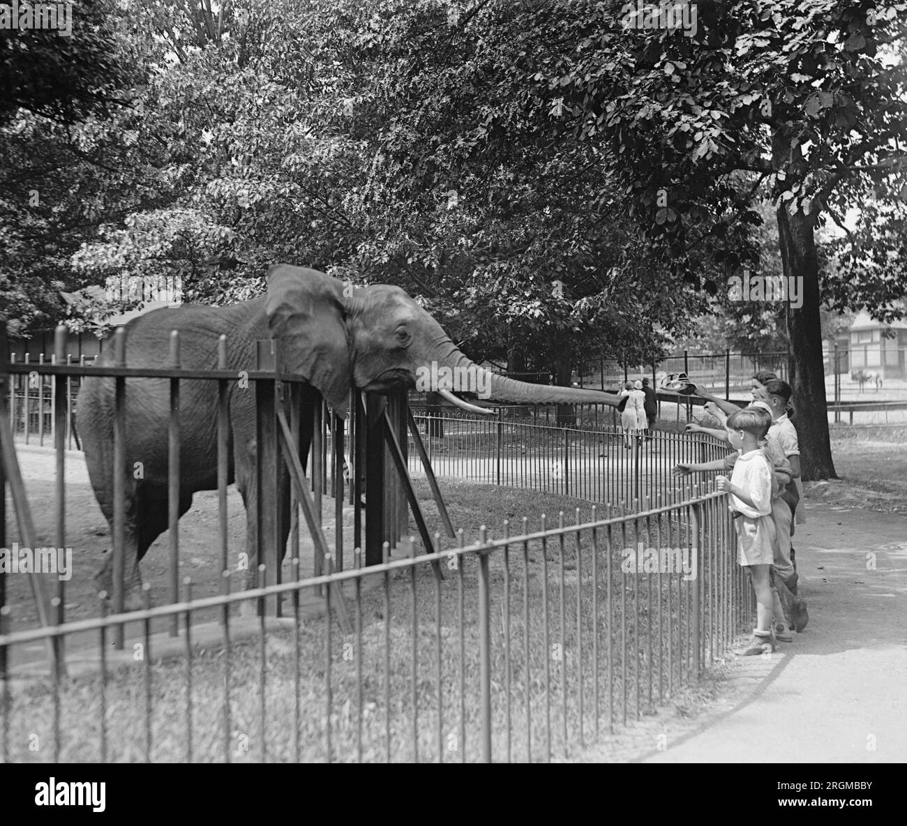 Jumbo lina the elephant Black and White Stock Photos & Images - Alamy