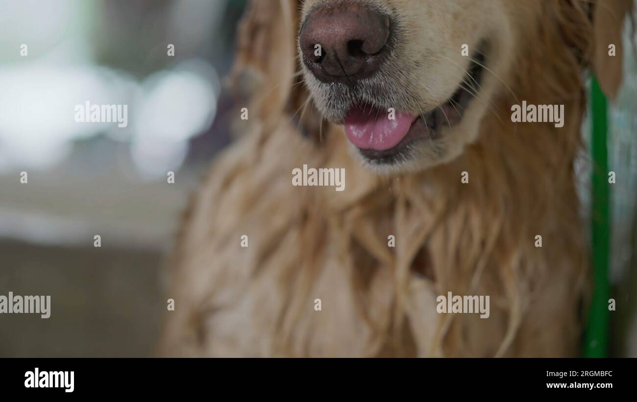 Close up drenched golden retriever hi-res stock photography and images ...