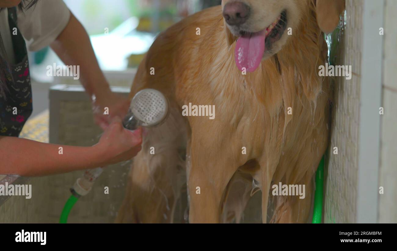 Drenched Golden Retriever at Pet Shop. Employee bathing and washing Dog ...