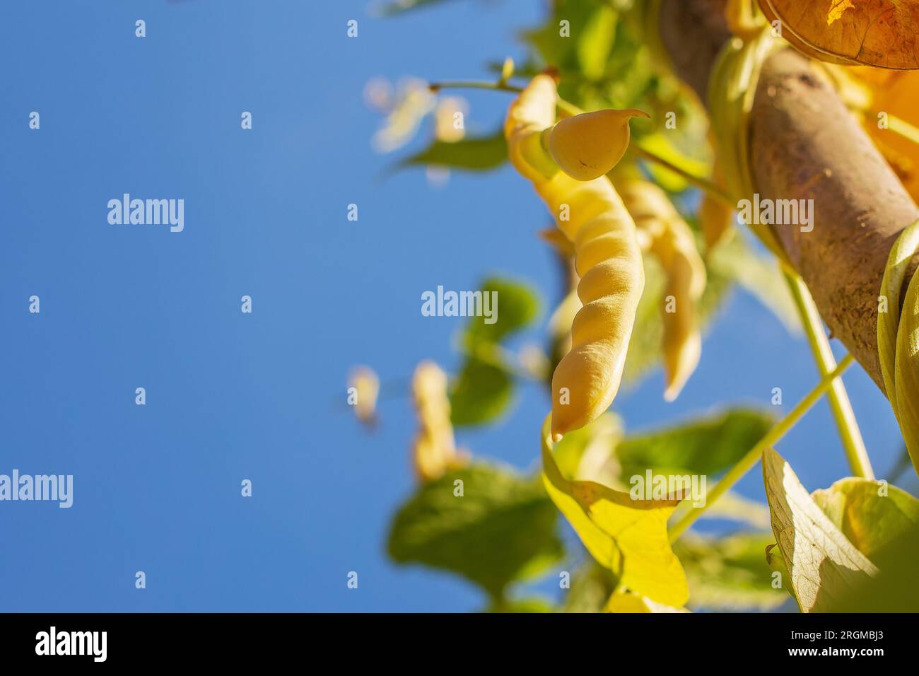 Soybean pods on plant close hi-res stock photography and images - Alamy