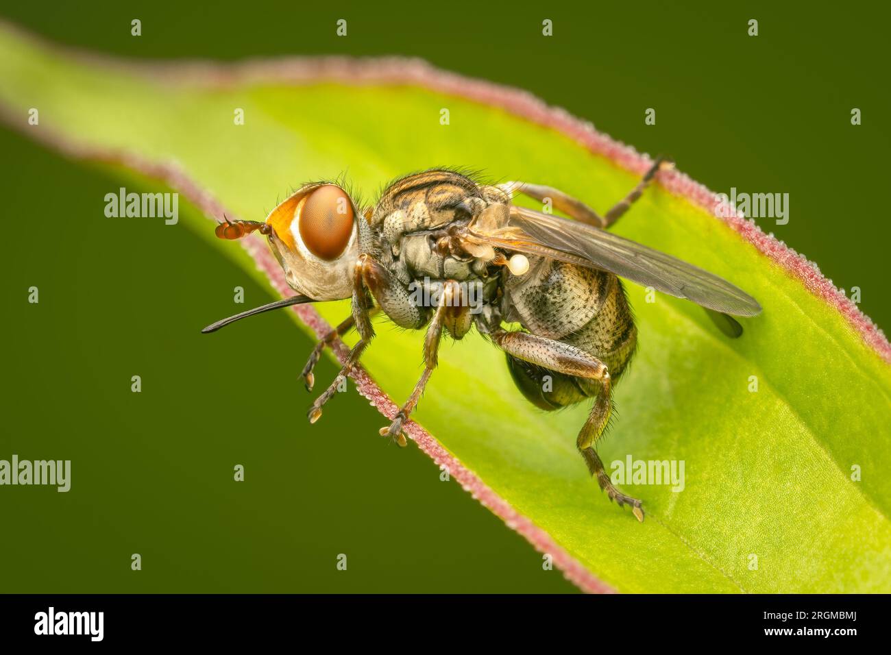Zodion sp hi-res stock photography and images - Alamy