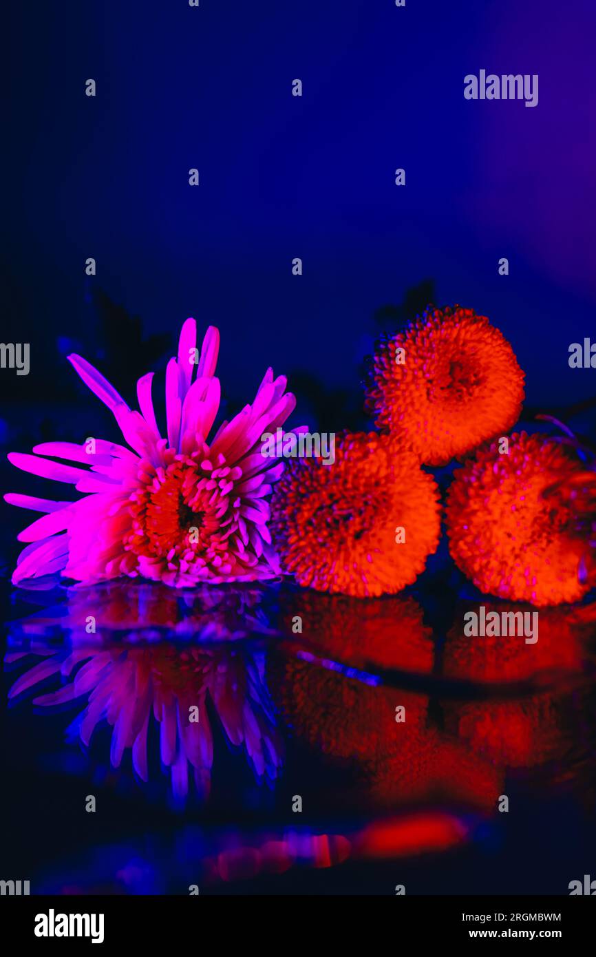 Exotic pink and red flowers in neon blue light with water reflection on ...