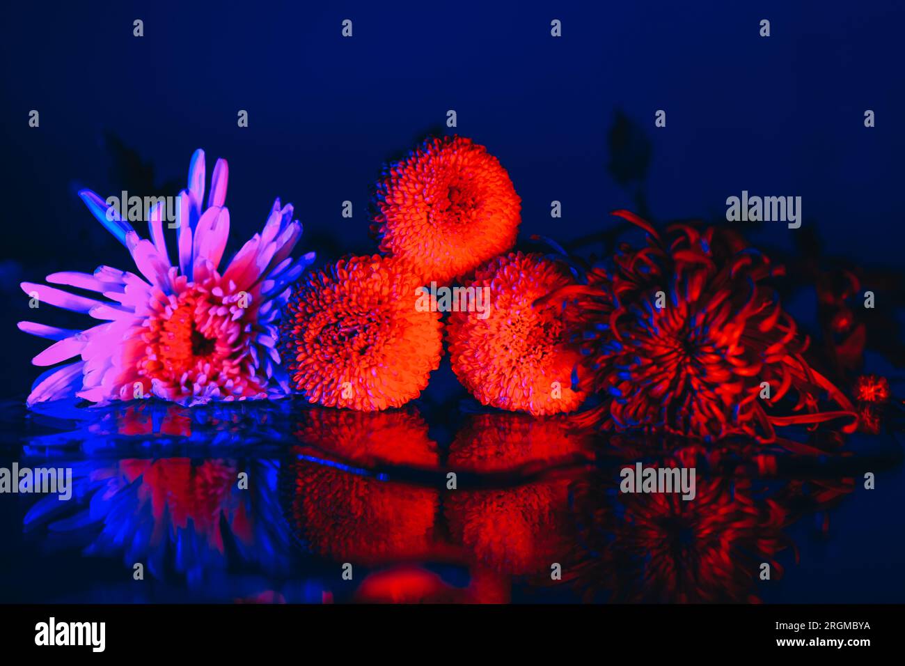 Exotic pink and red flowers in neon blue light with water reflection on ...