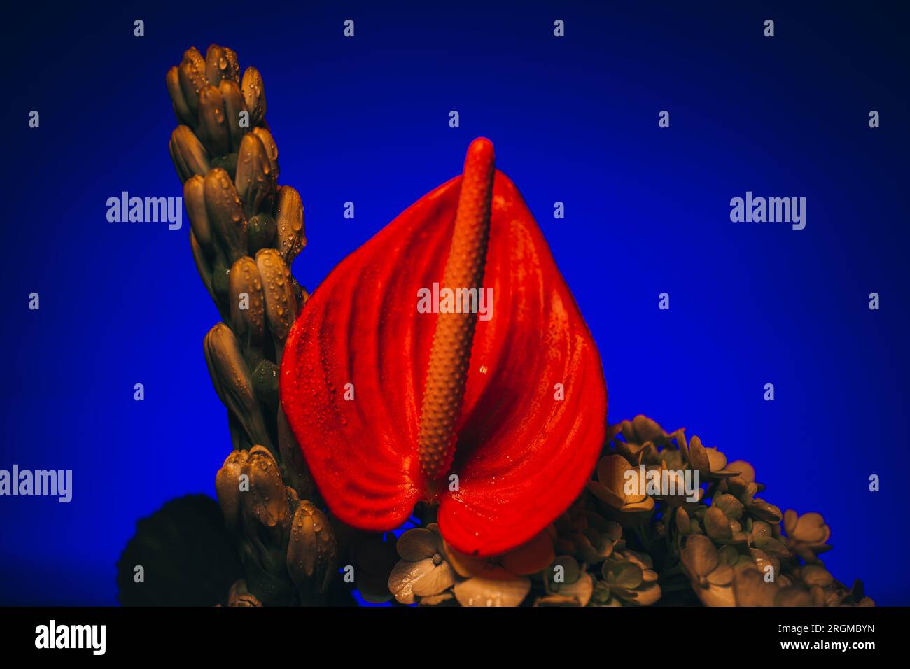 Bouquet of red green flowers and in neon blue light, water drops on the ...