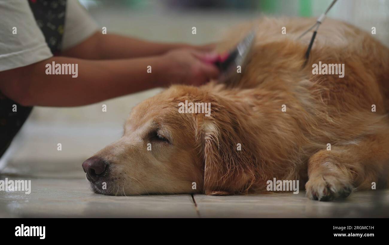 Professional dog grooming process hi-res stock photography and images ...