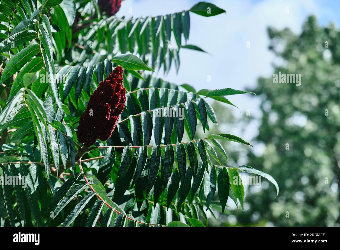A tall ornamental plant Rhus typhina, a red flower of the sumac tree ...