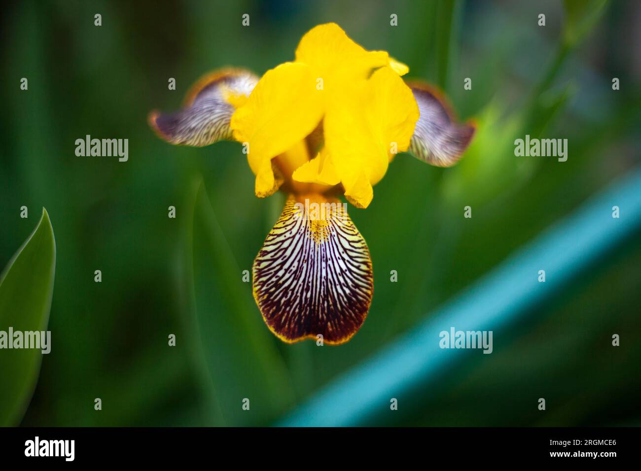 Yellow flower. Garden details. Large petal. Beautiful plant Stock Photo ...