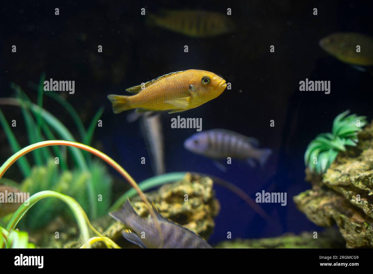 Fish swim at bottom of aquarium. Underwater world. Fish through glass ...