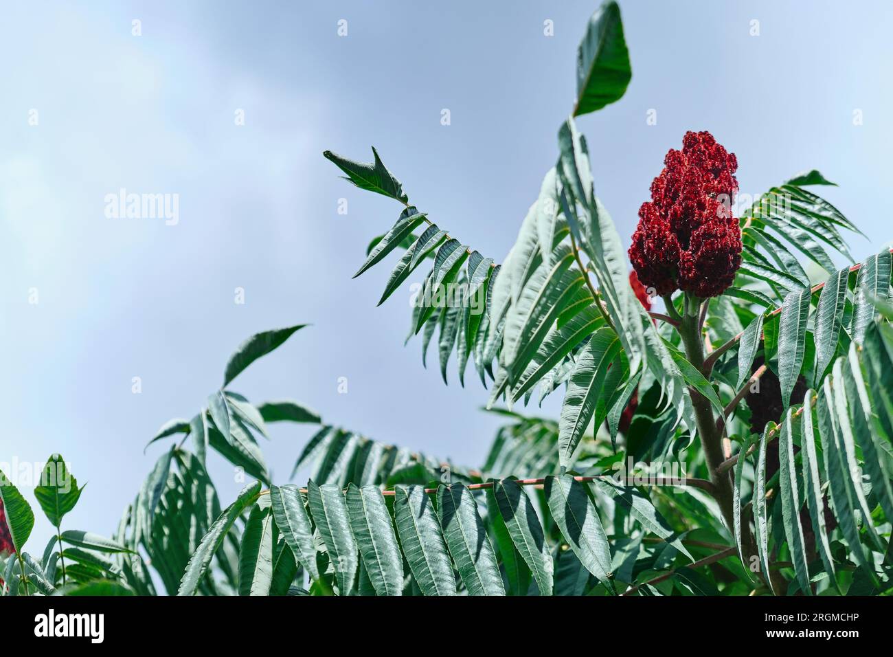 A tall ornamental plant Rhus typhina, a red flower of the sumac tree ...