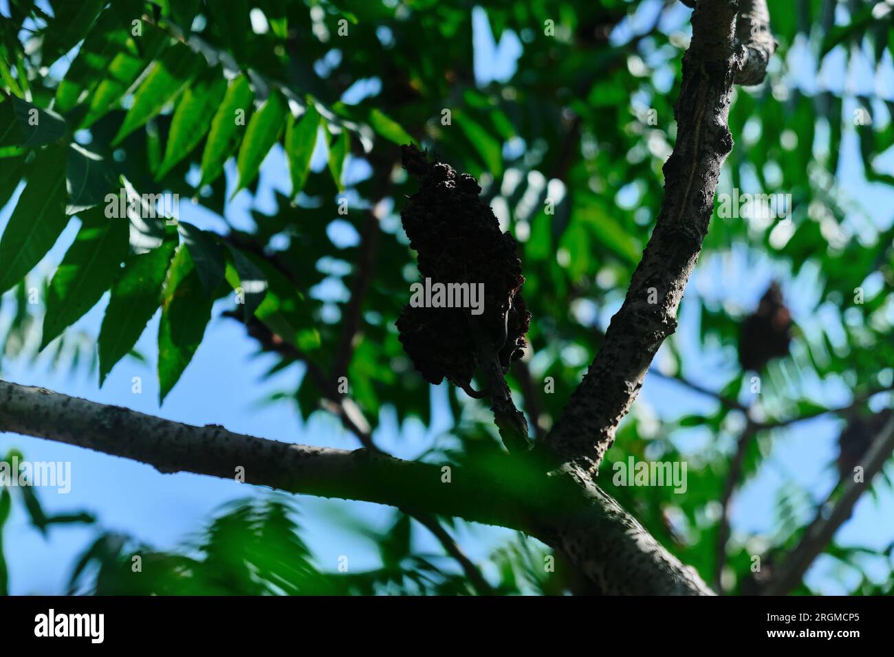 A tall ornamental plant Rhus typhina, a red flower of the sumac tree ...