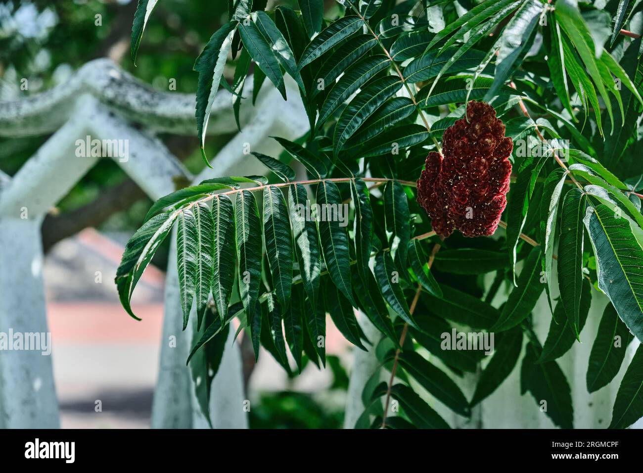 A tall ornamental plant Rhus typhina, a red flower of the sumac tree ...