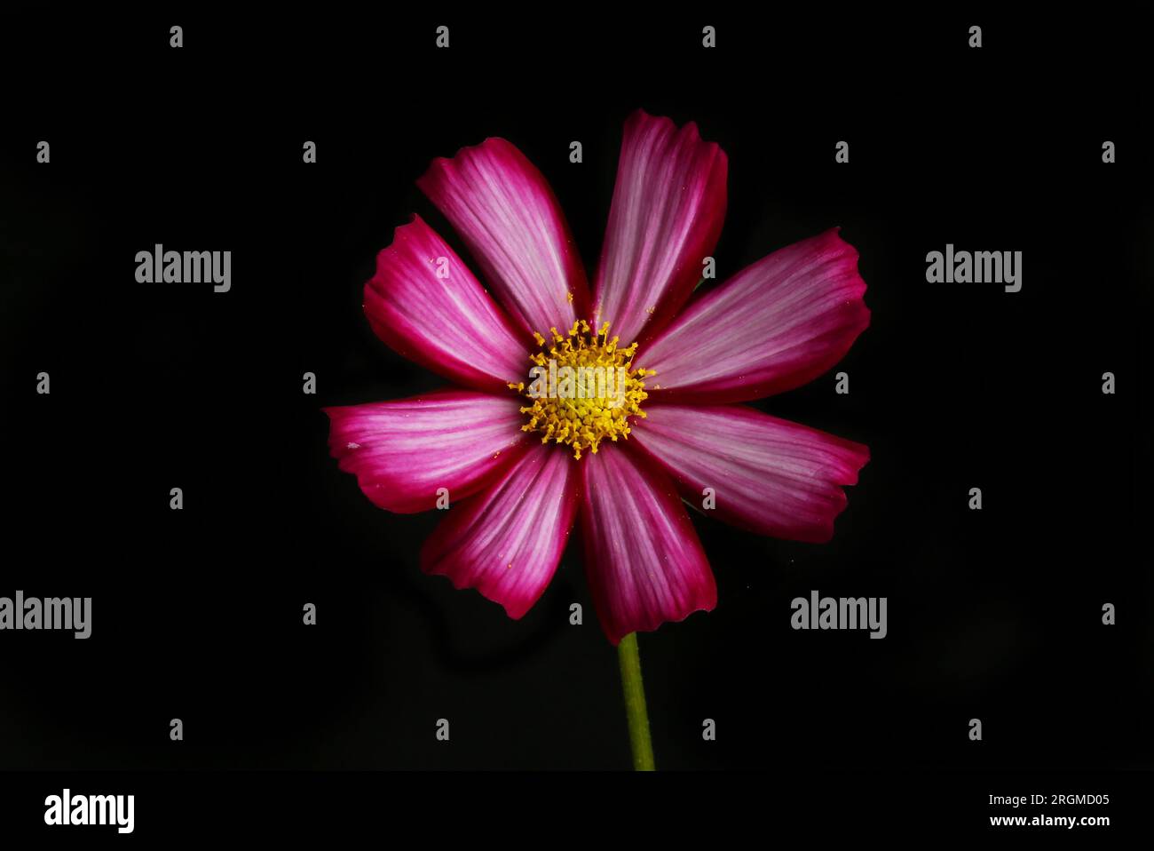 Isolated red cosmos flower hi-res stock photography and images - Alamy