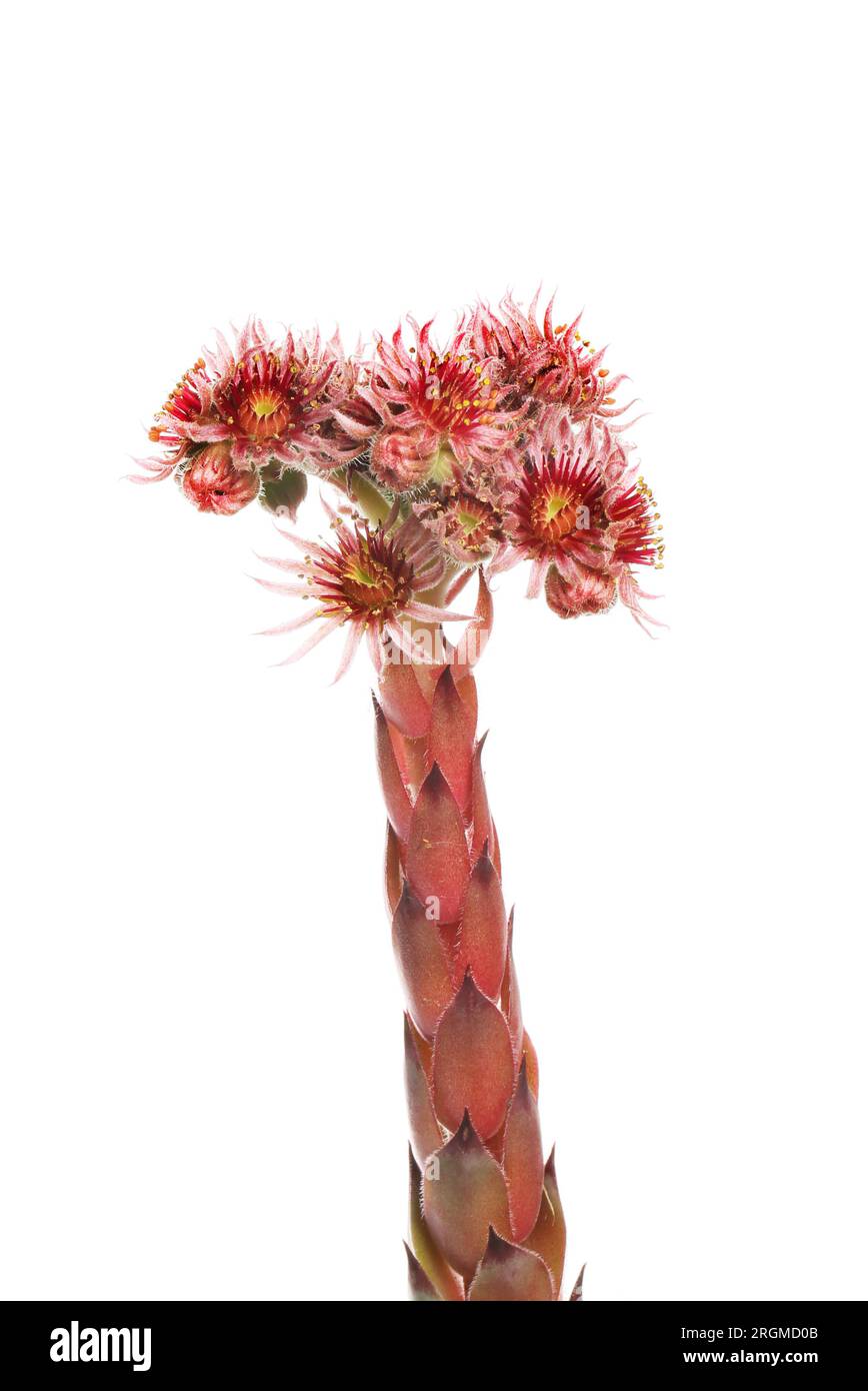 Succulent flowers hi-res stock photography and images - Alamy