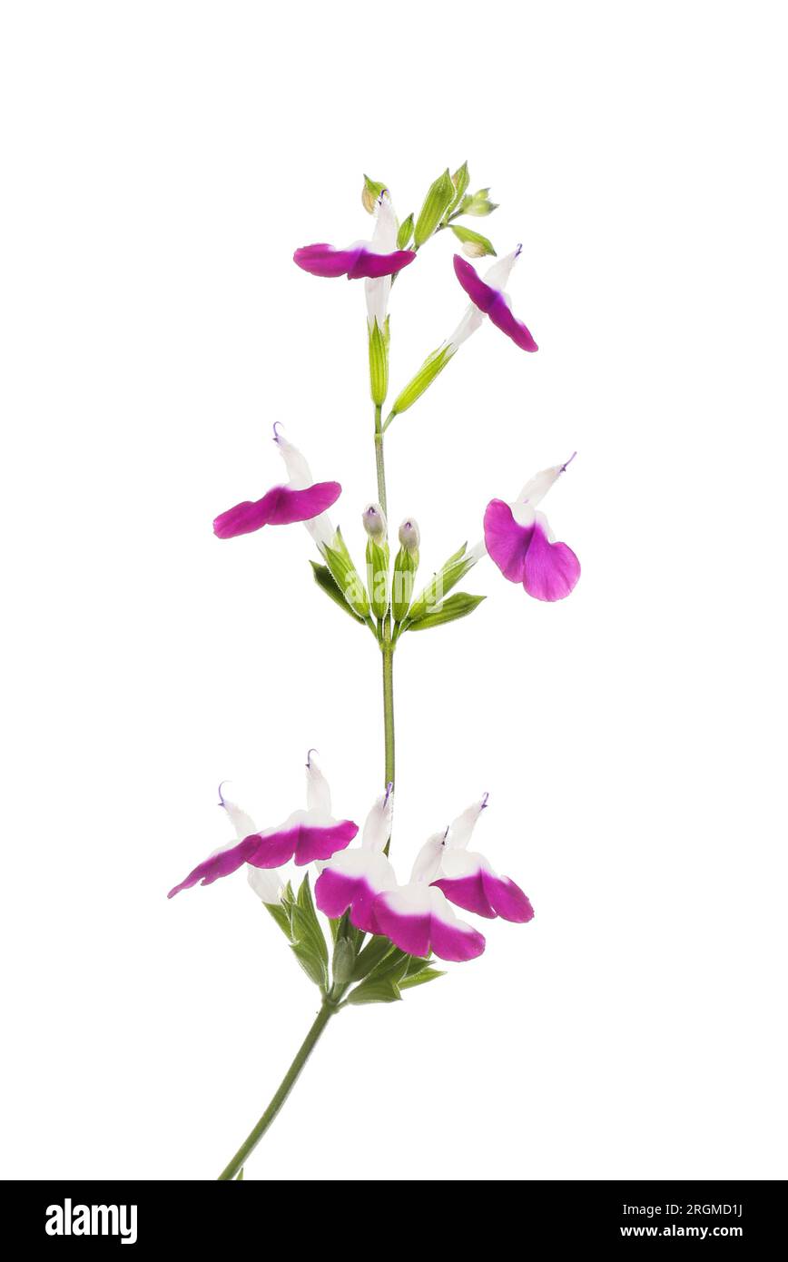 Salvia flowers Cut Out Stock Images & Pictures - Alamy