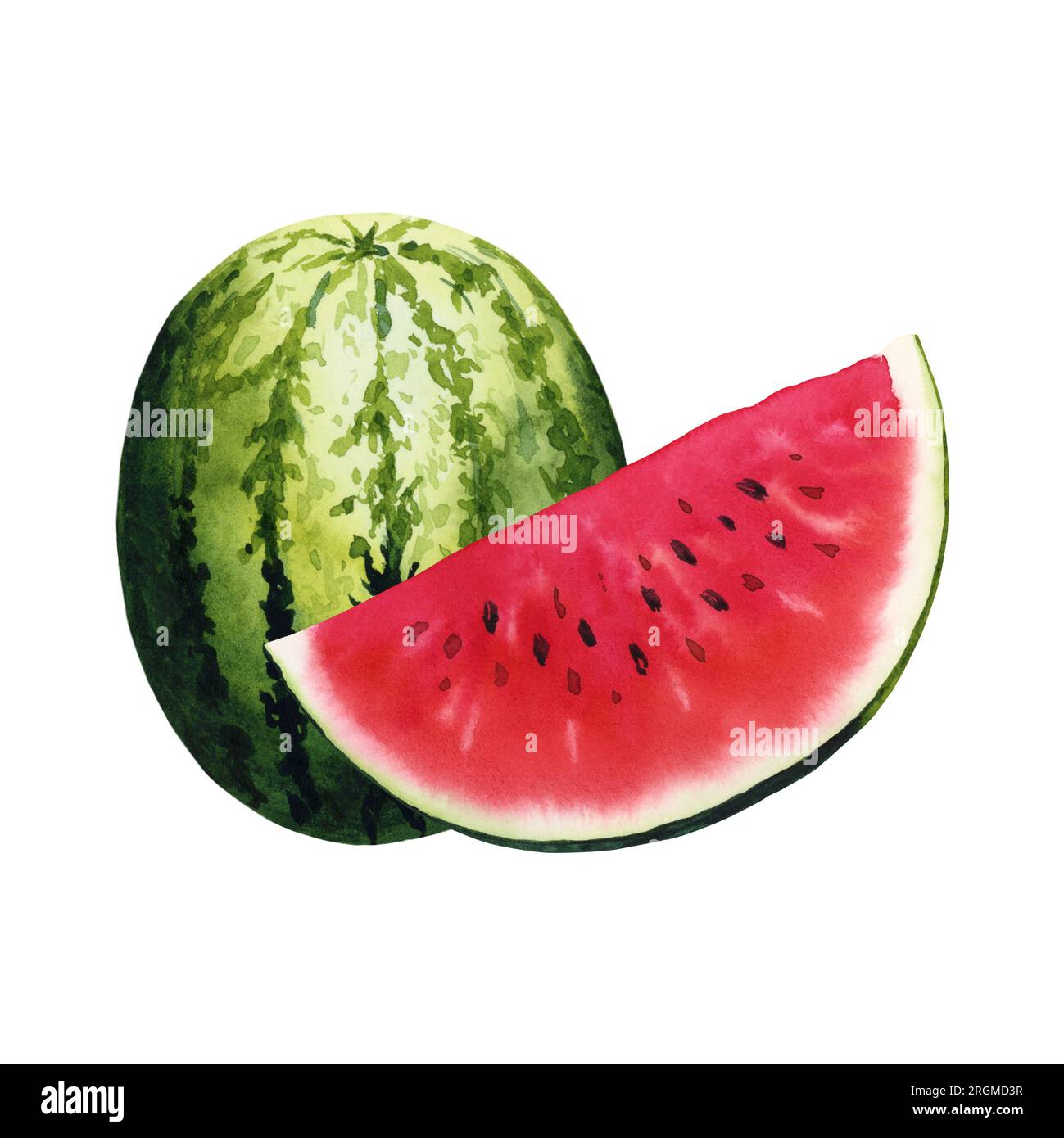 Watermelon composition, hand drawn watercolor illustration isolated on ...