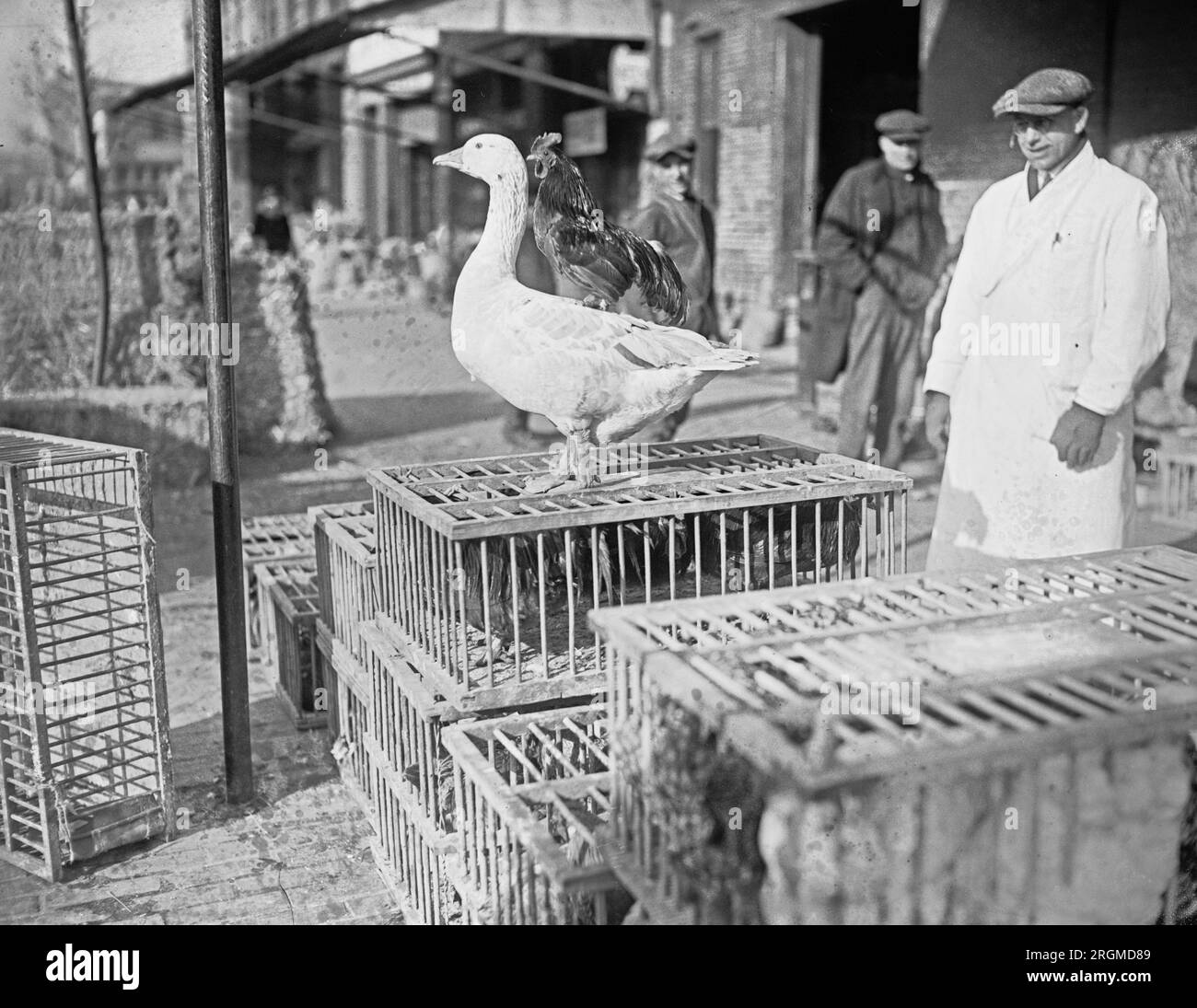 Rooster cages Black and White Stock Photos & Images - Alamy
