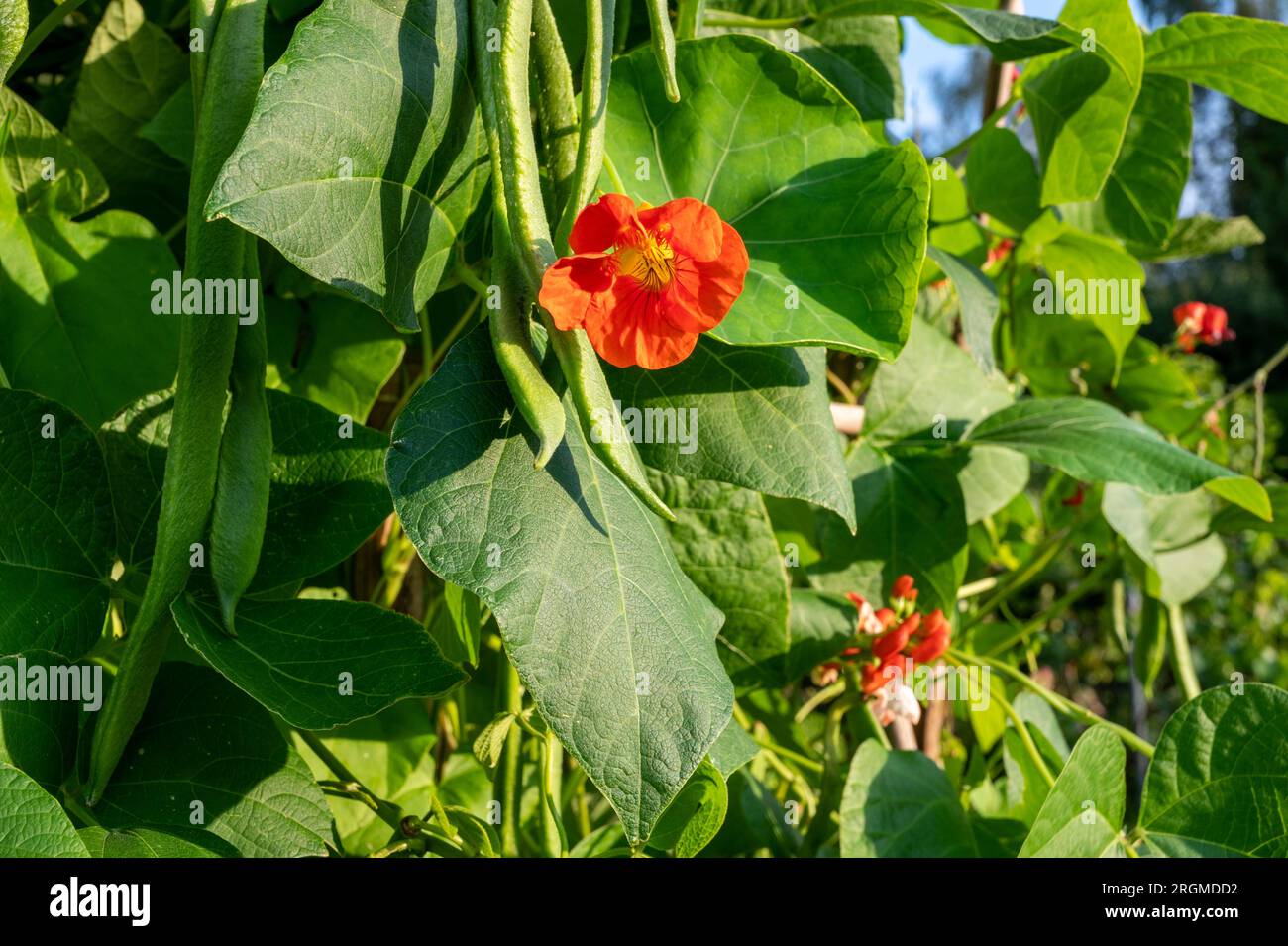 Planting runner beans hi-res stock photography and images - Alamy