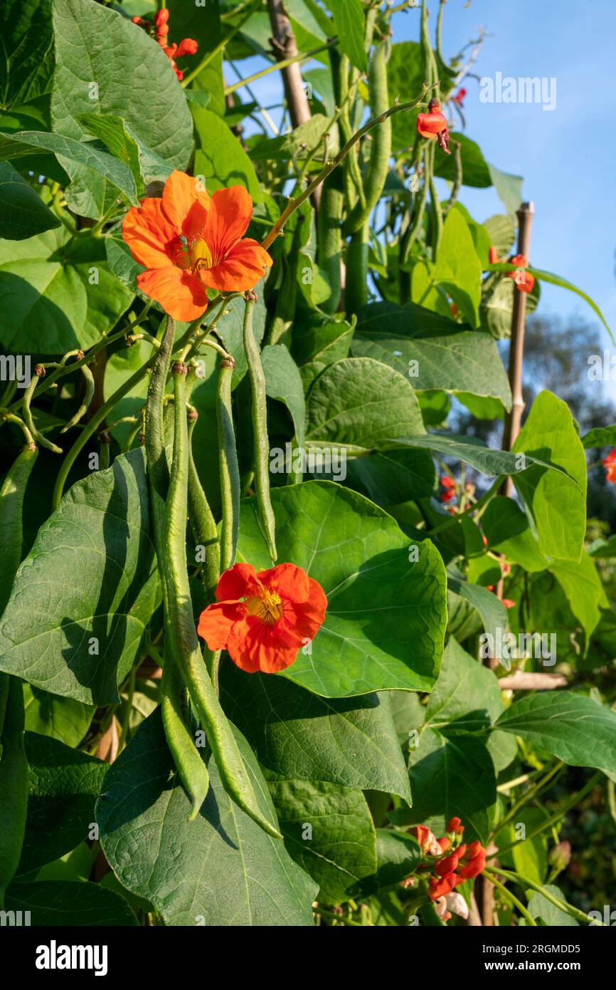 Nasturtiums grown as a companion plant with runner beans. The ...